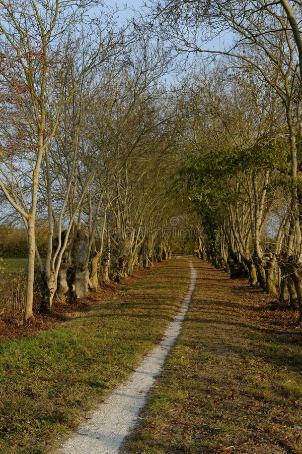 Vertical Shot of a Pathway in the Middle of a Beautiful Autumn Scenery ...