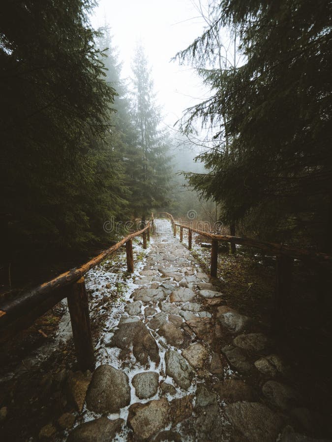 Vertical Shot of a Pathway in the Middle of a Beautiful Forest Captured ...