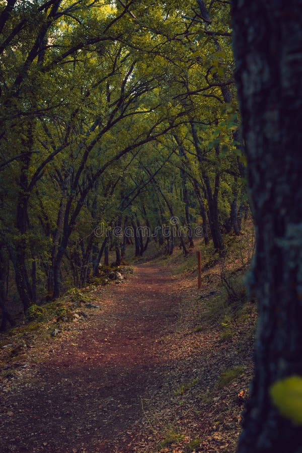 Vertical Shot of a Pathway in the Middle of a Forest Stock Photo ...