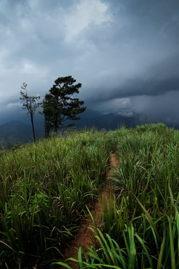 Vertical Shot of a Pathway in the Mysterious Green Forest with Stormy ...