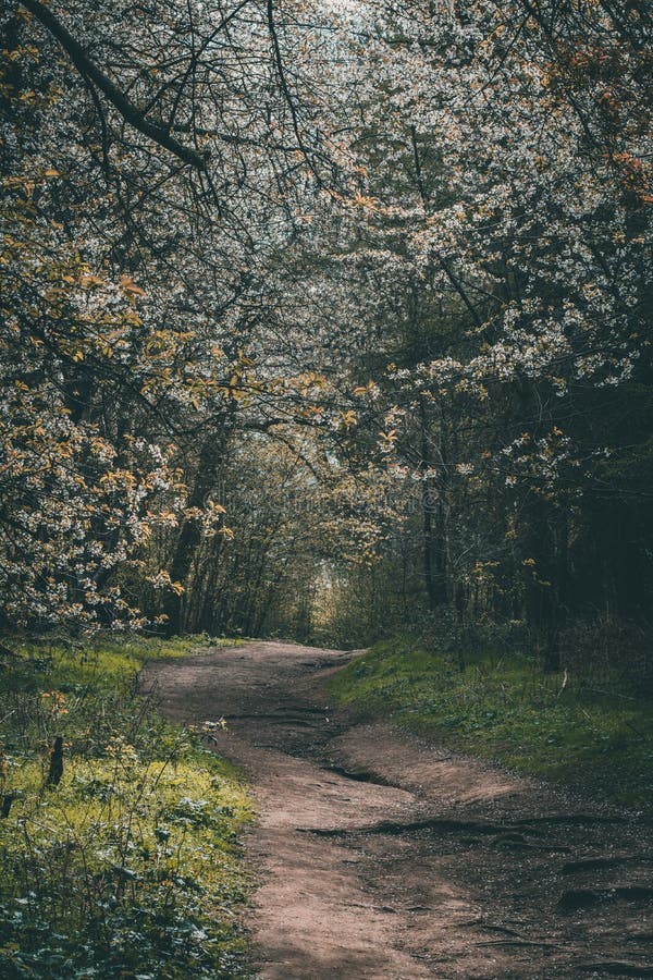 Vertical Shot of a Pathway Passing through Trees in Spring Stock Image ...