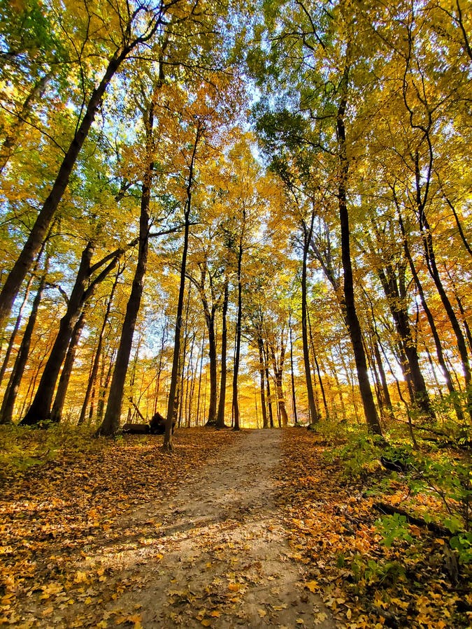 Vertical Shot of Pathway Surrounded with Colorful Autumn Trees Stock ...