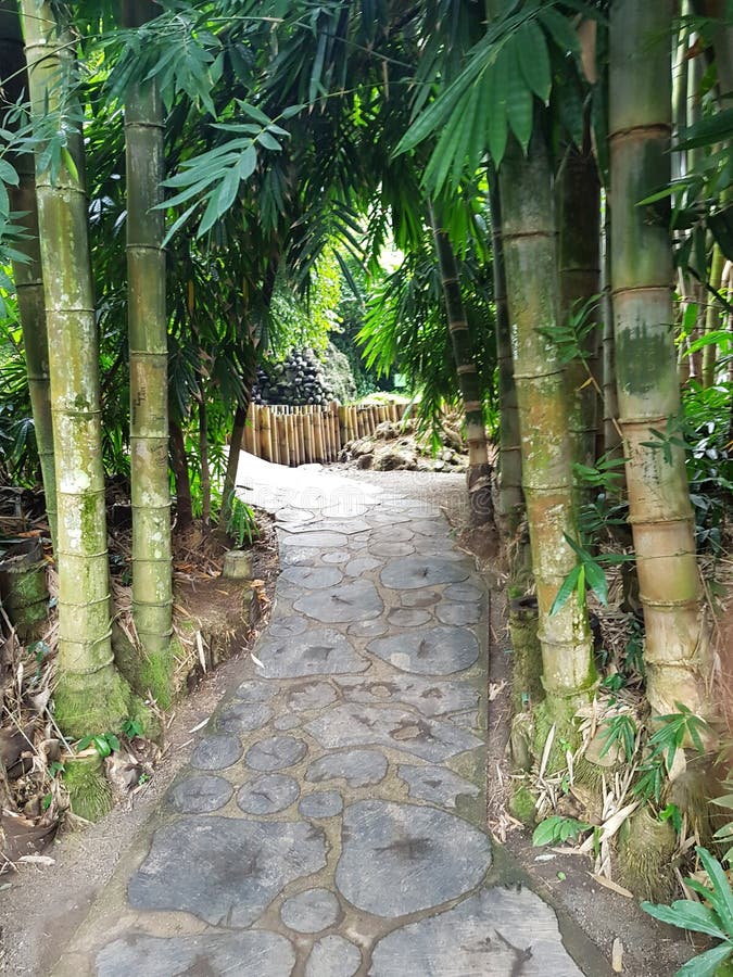 Vertical Shot of a Pathway Surrounded by Green Bamboo Trees during ...