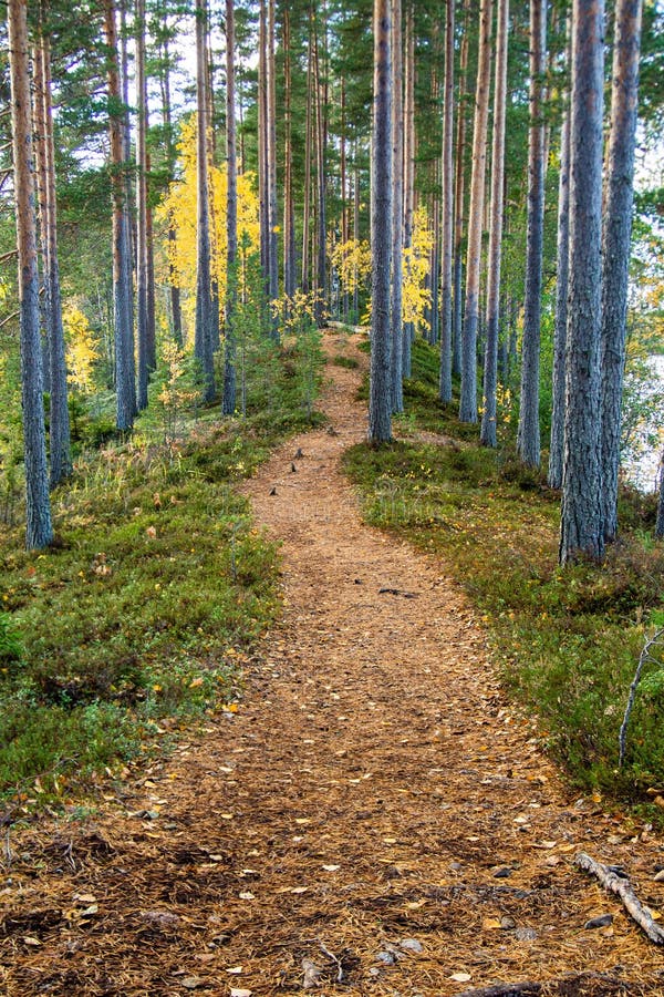 Vertical Shot of a Pathway Surrounded by Tall Trees in a Forest Stock ...