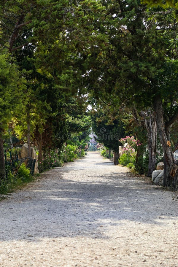 Vertical Shot of a Pathway between Trees Stock Photo - Image of ...