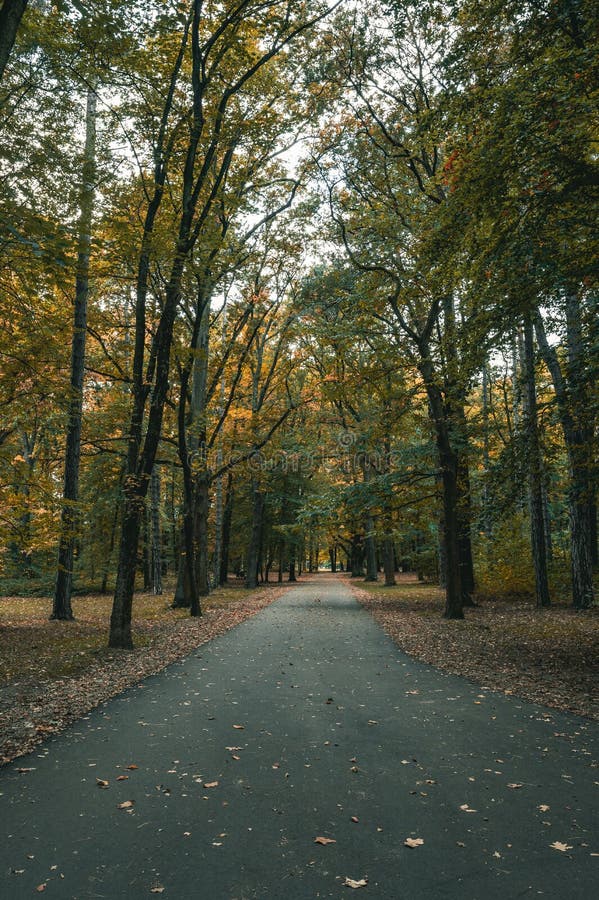 Vertical Shot of a Pathway between Trees in a Forest at Autumn Stock ...