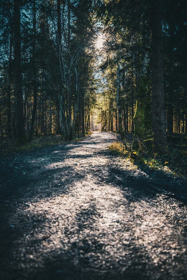 Vertical Shot of a Pathway between Trees and Sunlight Behind in a ...