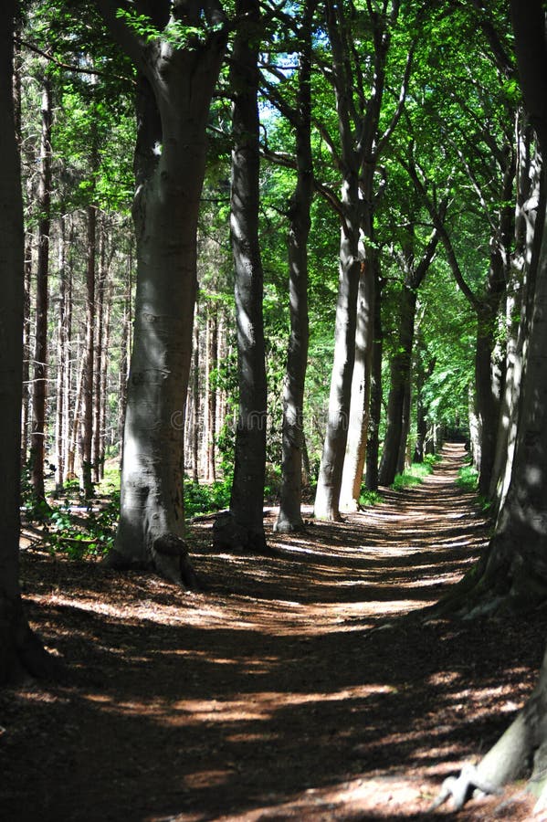Vertical Shot of a Pathway through Woods Lined with Long Thin Trees ...