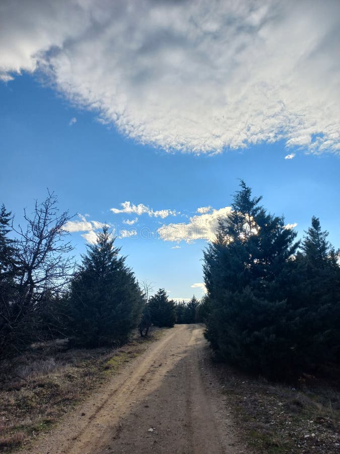Vertical Shot of a Pathway on a Yellow Plant Field with Trees in the ...
