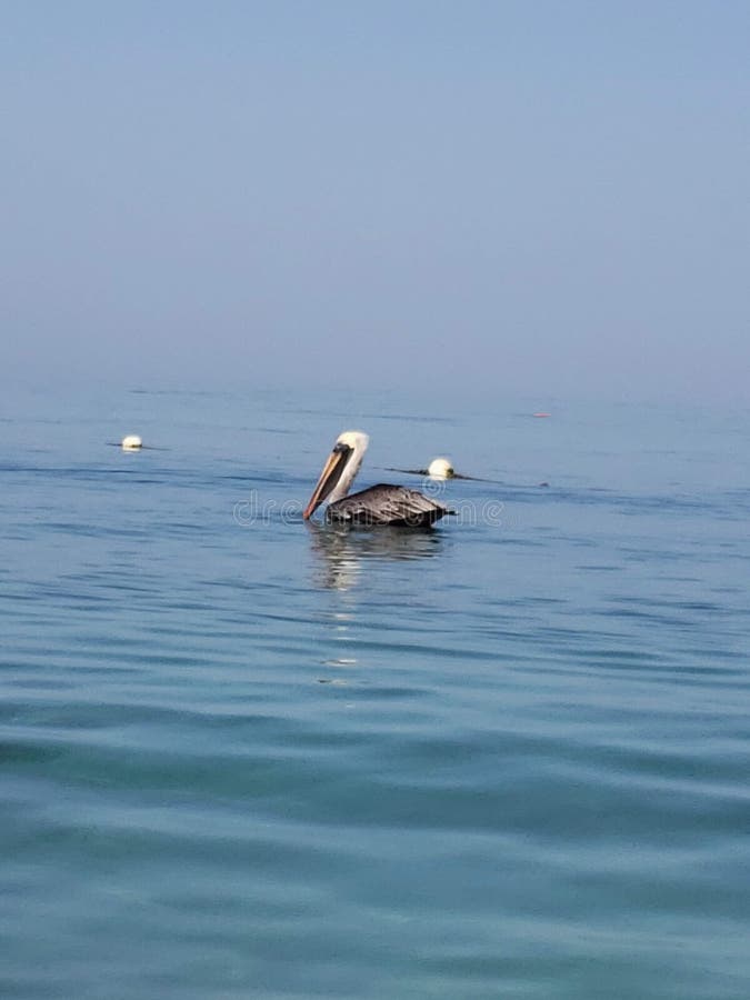 Vertical Shot of a Pelican Hunting on the Water Stock Photo - Image of ...