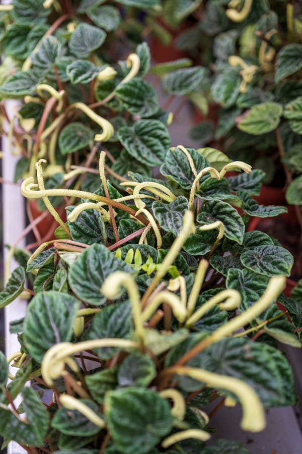 Vertical Shot of the Peperomia Caperata, the Emerald Ripple Peperomia ... Vertical Shot of the Peperomia Caperata, the Emerald Ripple Peperomia ...