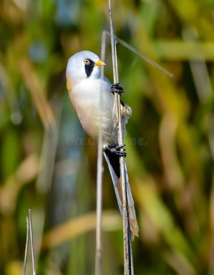 Vertical Shot of a Perched Bearded Reedling Bird Stock Image - Image of ...