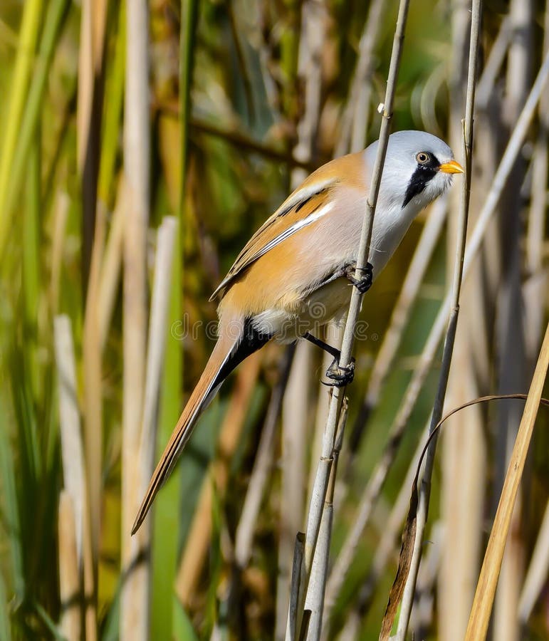Vertical Shot of a Perched Bearded Reedling Bird Stock Photo - Image of ...