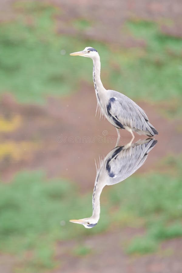 Vertical Shot of the Perfect Reflection of a Bird in the Lake Stock ...