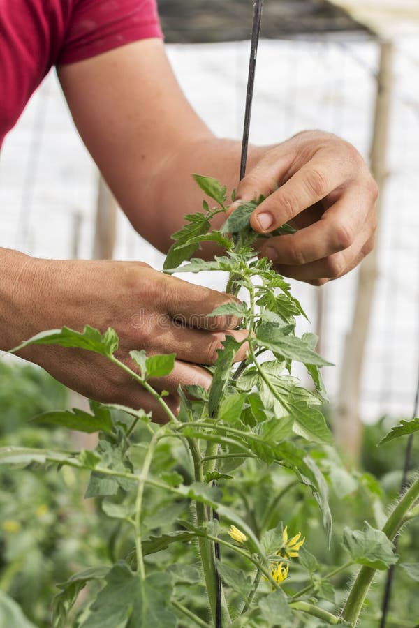 Vertical Shot of a Person Caring for a Plant Stock Image - Image of ...