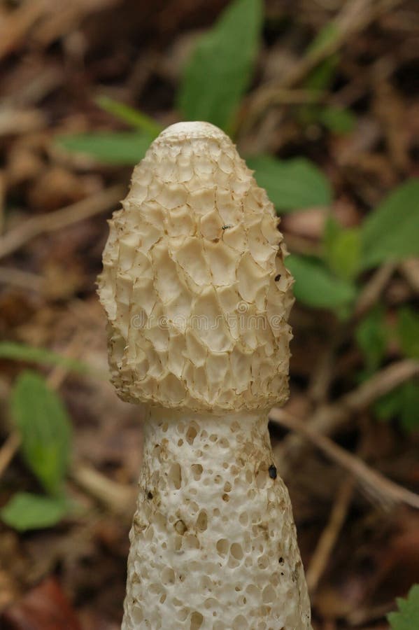 Vertical Shot of a Phallus Impudicus Mushroom Stock Image - Image of ...