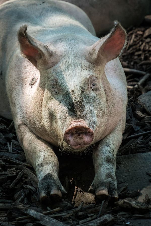 Vertical Shot of a Pig on the Ground on the Farm Stock Photo - Image of ...
