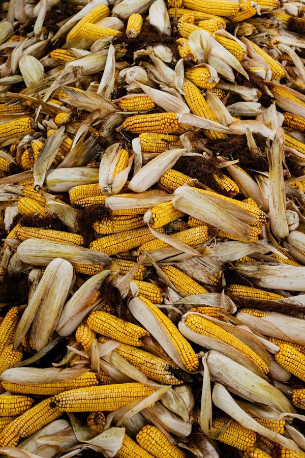 Vertical Shot of a Pile of Dry Corns Stock Photo - Image of group ...