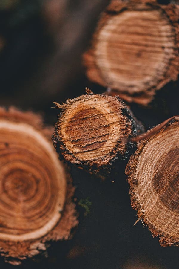 Vertical Shot of a Pile of Tree Logs Stock Image - Image of nature ...