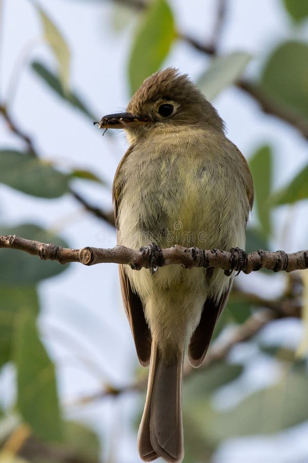 Vertical Shot of a Pine Bully on a Tree during the Day Stock Image ...