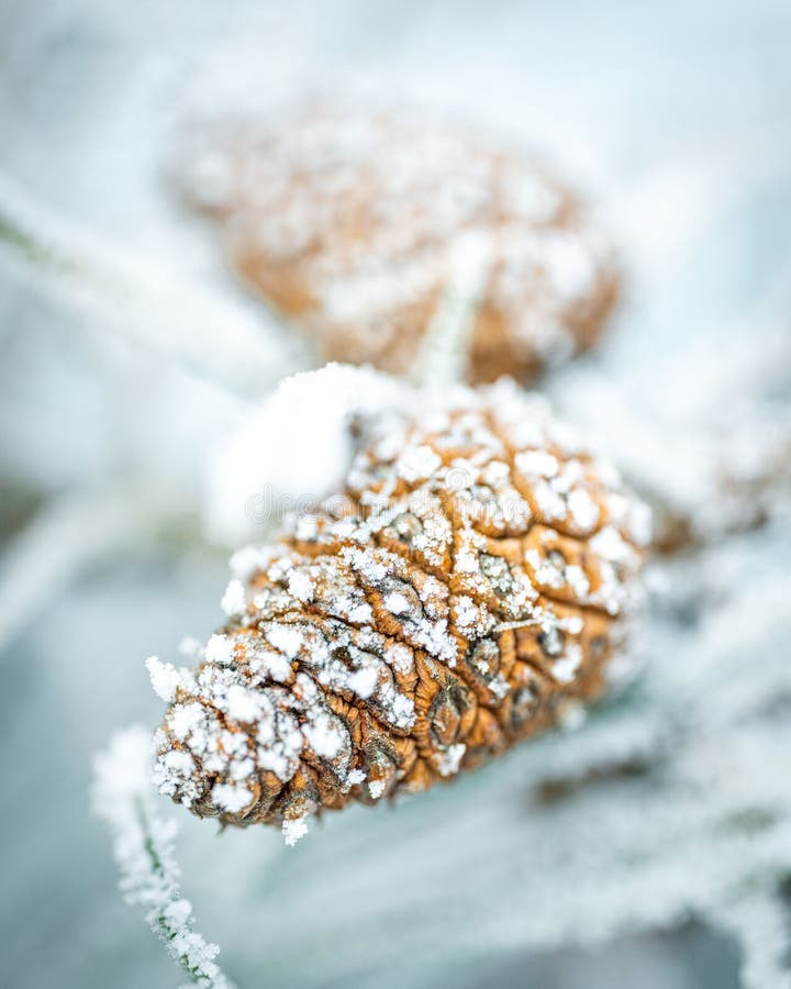 Vertical Shot of Pine Cones on a Tree Branch during Winter Stock Photo - Image of cold, blur ...