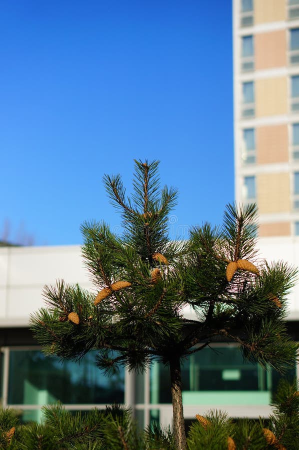 Vertical Shot of a Pine Tree with Pine Cones at Daytime Stock Image ...