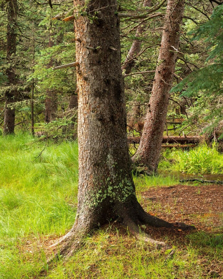 Vertical Shot of a Pine Tree Leaning in for Attention at Sunrise in the ...