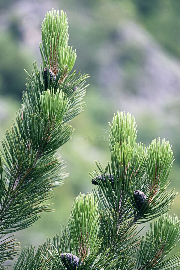 Vertical Shot of Pine Tree Spikes Stock Image - Image of season, cones ...