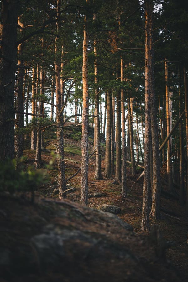Vertical Shot of Pine Trees in a Forest Stock Image - Image of vertical ...