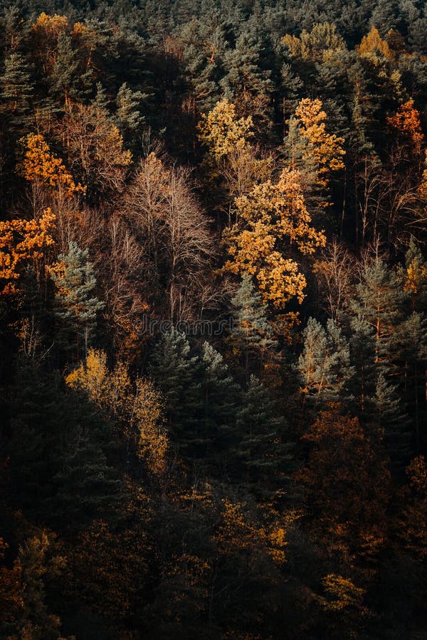 Vertical Shot of Pine Trees in the Forest during Autumn Stock Photo ...