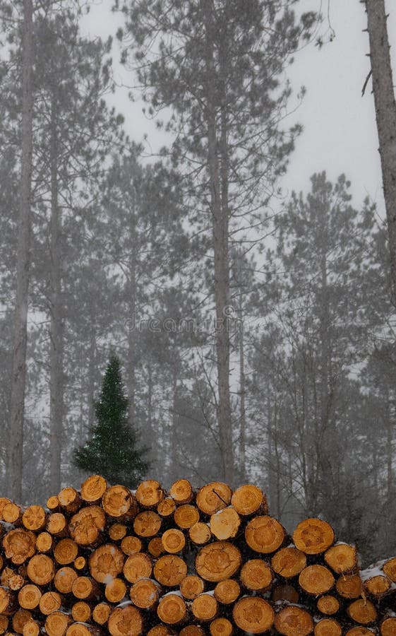 Vertical Shot of Pine Trunks in Forest Stacked on Each Other Stock ...
