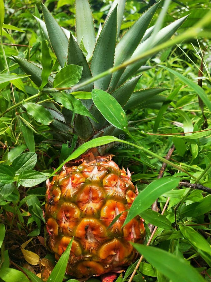 Vertical Shot of Pineapple on the Ground in a Natural Environment Stock ...