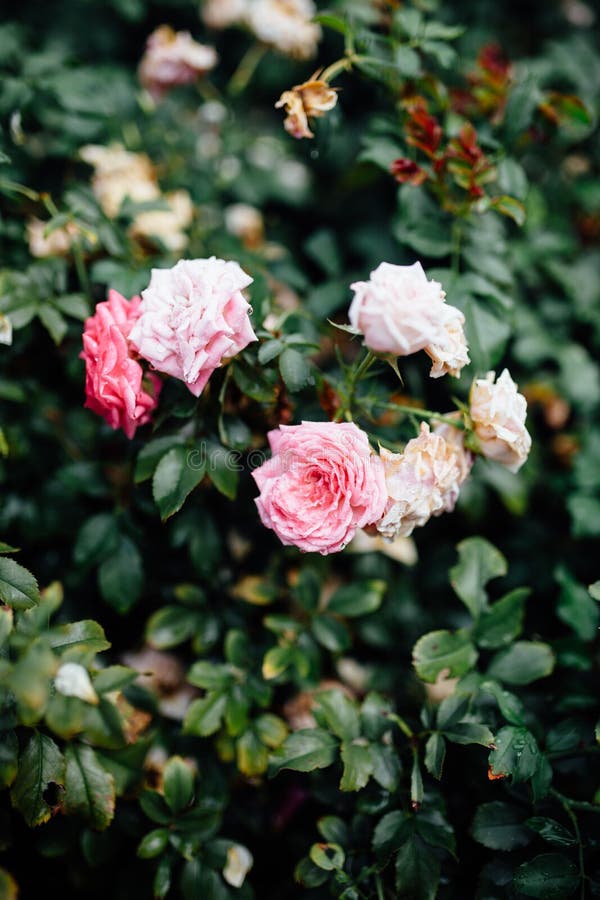 Vertical Shot of a Pink Rose Bush Growing in a Garden Stock Photo ...