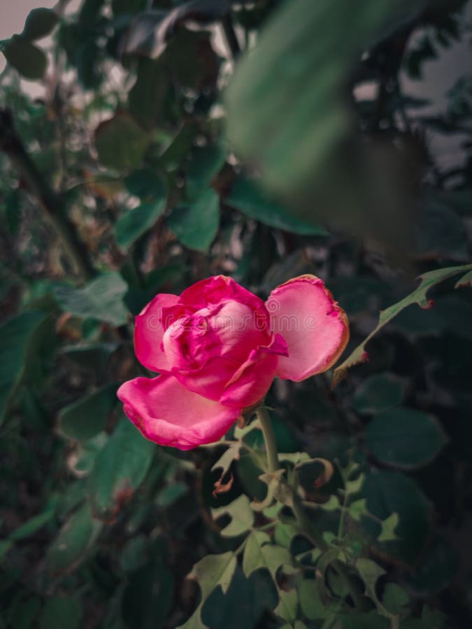 Vertical Shot of a Pink Rose in a Garden Stock Photo - Image of bright ...