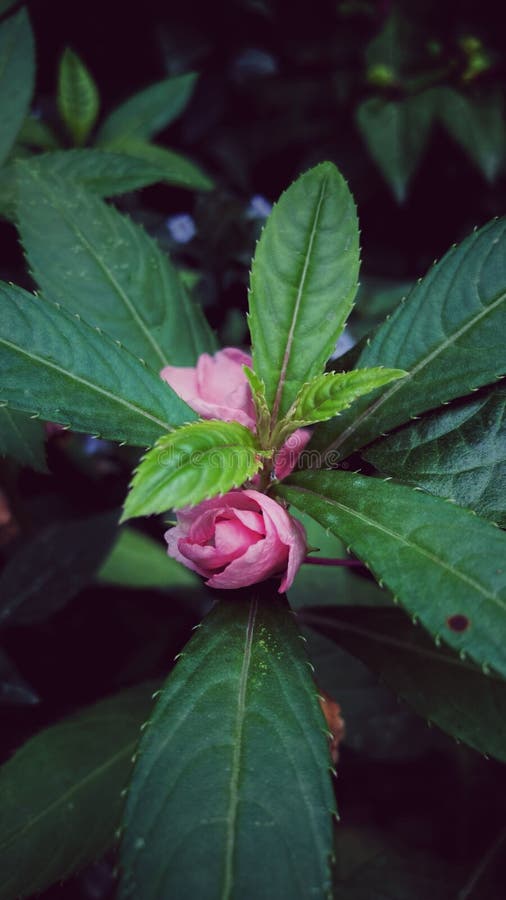 Vertical Shot of a Pink Rose in a Rainforest of Peruvian Amazonia Stock ...