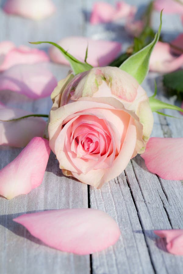 Vertical Shot of a Pink Rose on a Wooden Surface Surrounded by Soft ...