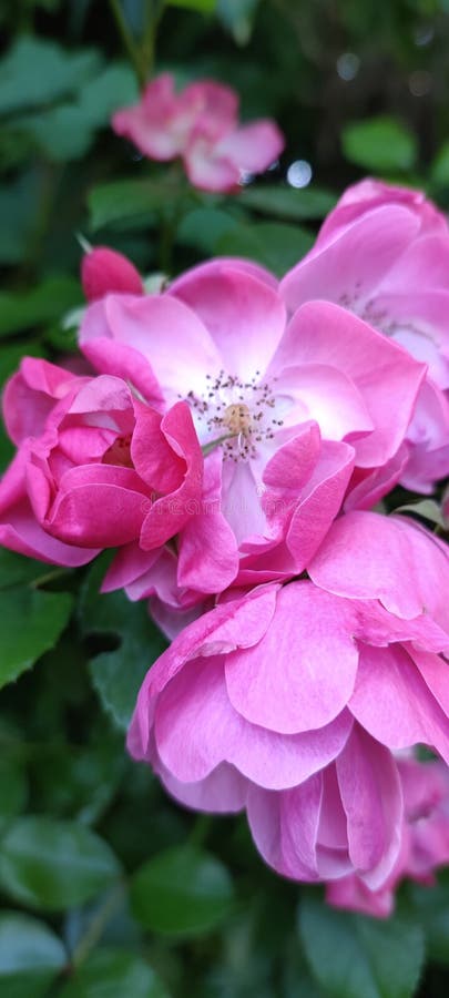 Vertical Shot of Pink Roses in a Garden Stock Image - Image of park ...