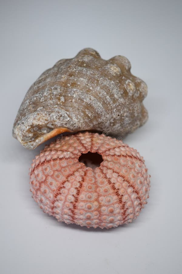 Vertical Shot of a Pink Sea Urchin Shell and a Weathered Seashell Stock ...