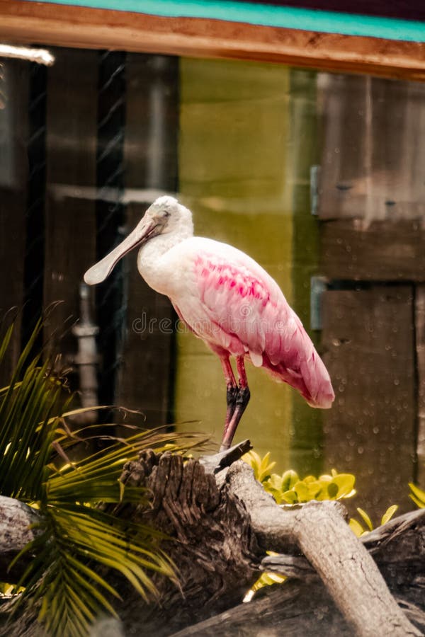 Vertical Shot of a Pink Spoonbill Perching on a Branch in a Zoo Stock ...