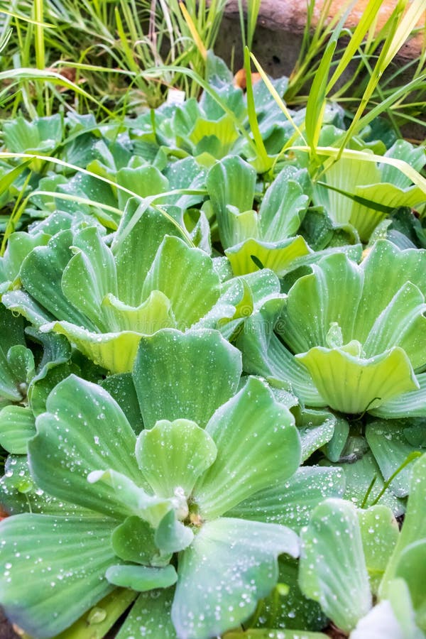 Vertical Shot of the Pistia Plants Growing Next To Each Other Stock ...