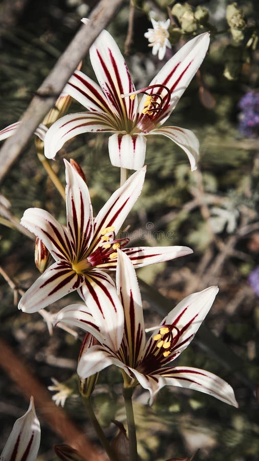 Placea Flowers Stock Photos - Free & Royalty-Free Stock Photos from ...