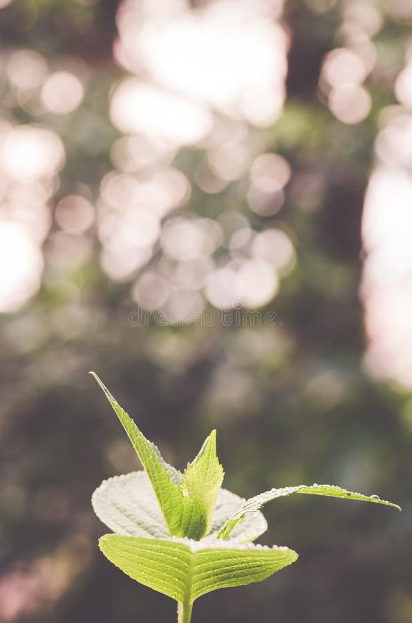 Vertical shot of a plant stock image. Image of natural - 200471927
