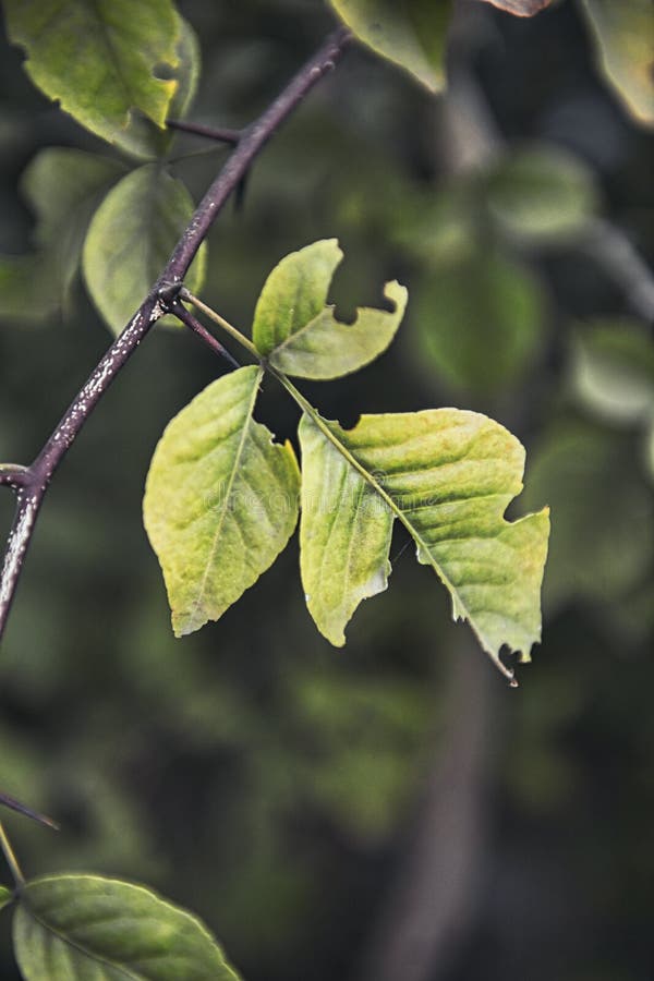 Vertical Shot of Plant Pathology Stock Photo - Image of surgical, dying ...