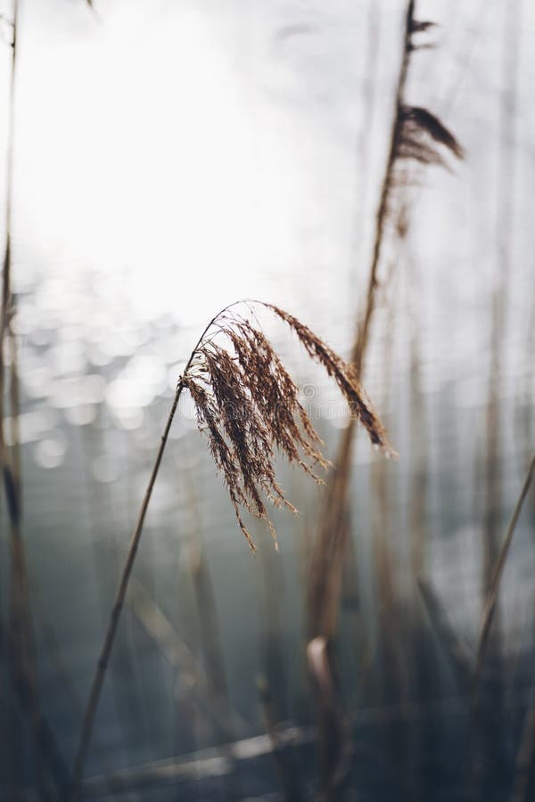 Vertical Shot of a Plant in the Wind with a Blurred Background Stock ...
