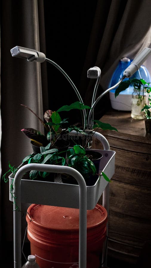 Vertical Shot of Plants Growing System on a Cart Stock Image - Image of ...