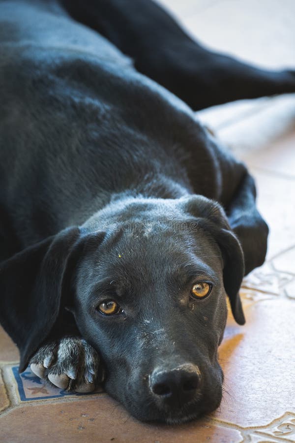 Vertical Shot of a Plott Hound Dog Lying on the Floor Stock Photo ...