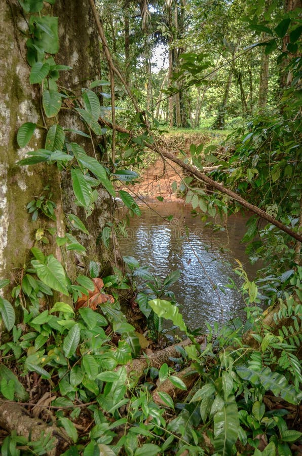 Vertical Shot of a Pond in the Middle of a Forest Stock Image - Image ...