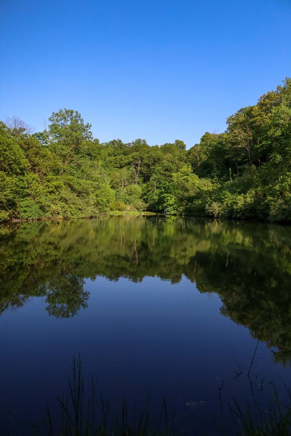Vertical Shot of a Pond Surrounded by Lush Greenery on a Sunny Day ...