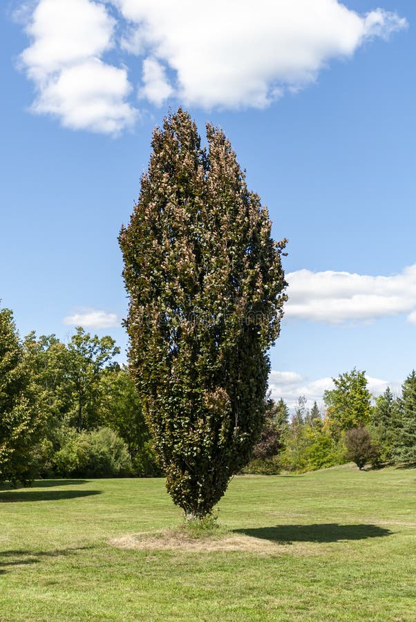 Poplar Field in Tuscany, Italy. Stock Image - Image of color ...