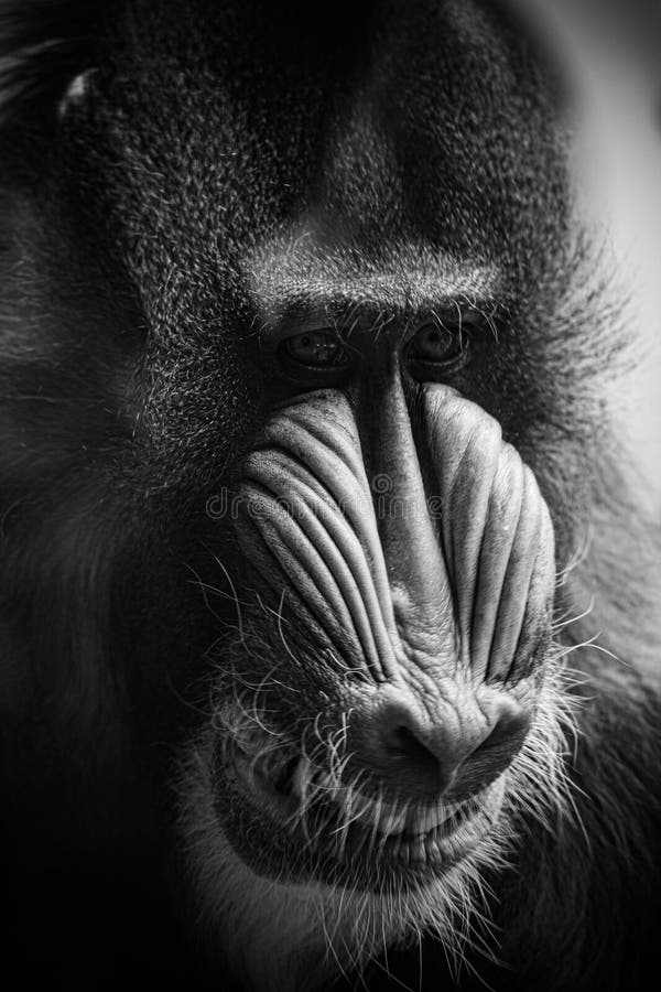 Vertical Shot of a Portrait of a Mandrill Monkey with an Expressive ...